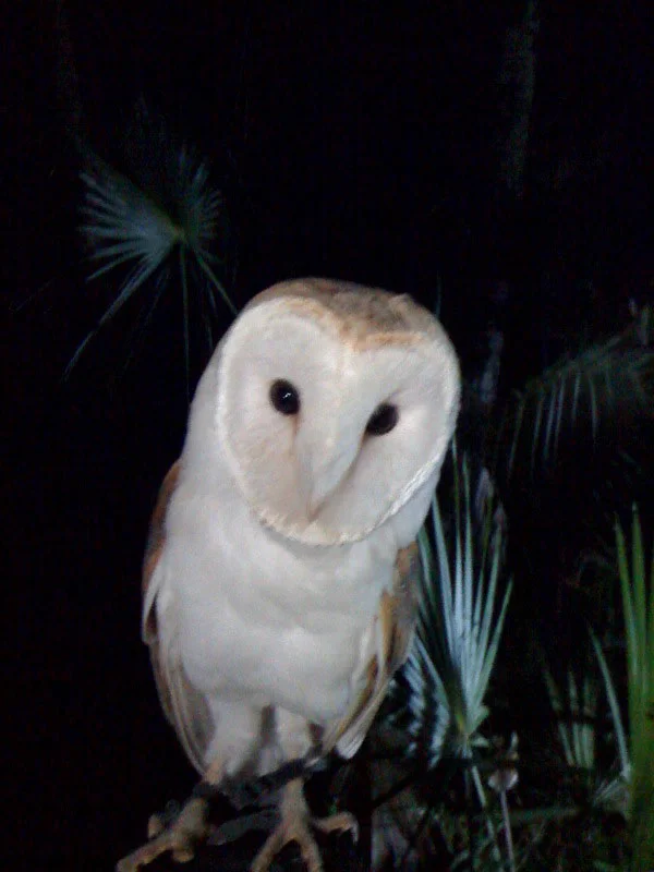 Behind the Scenes of "Bikini Swamp Girl Massacre" — Aiden Dillard