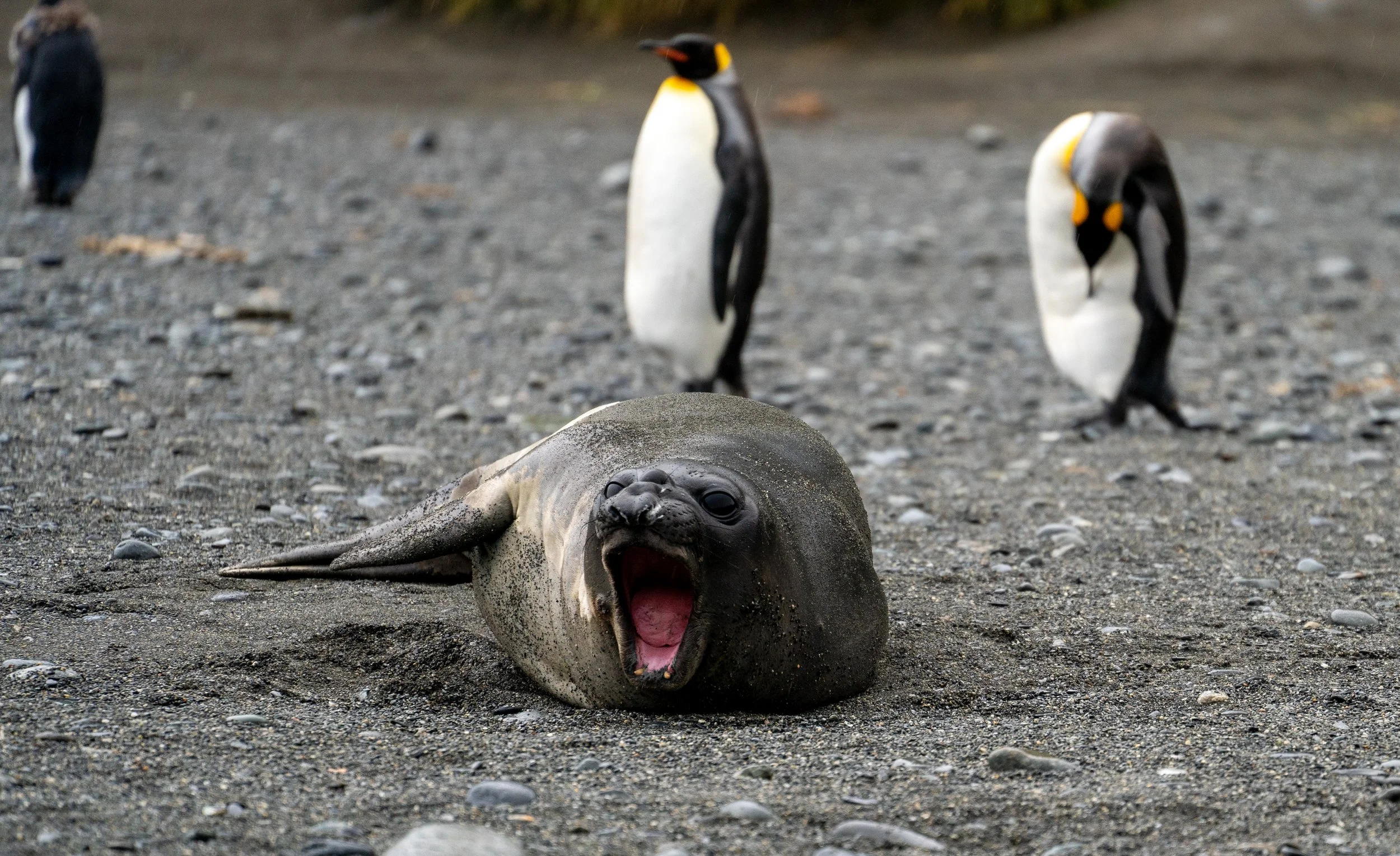 Albatros Expedition Antarctica Ocean Victory Review — Accounting For Taste