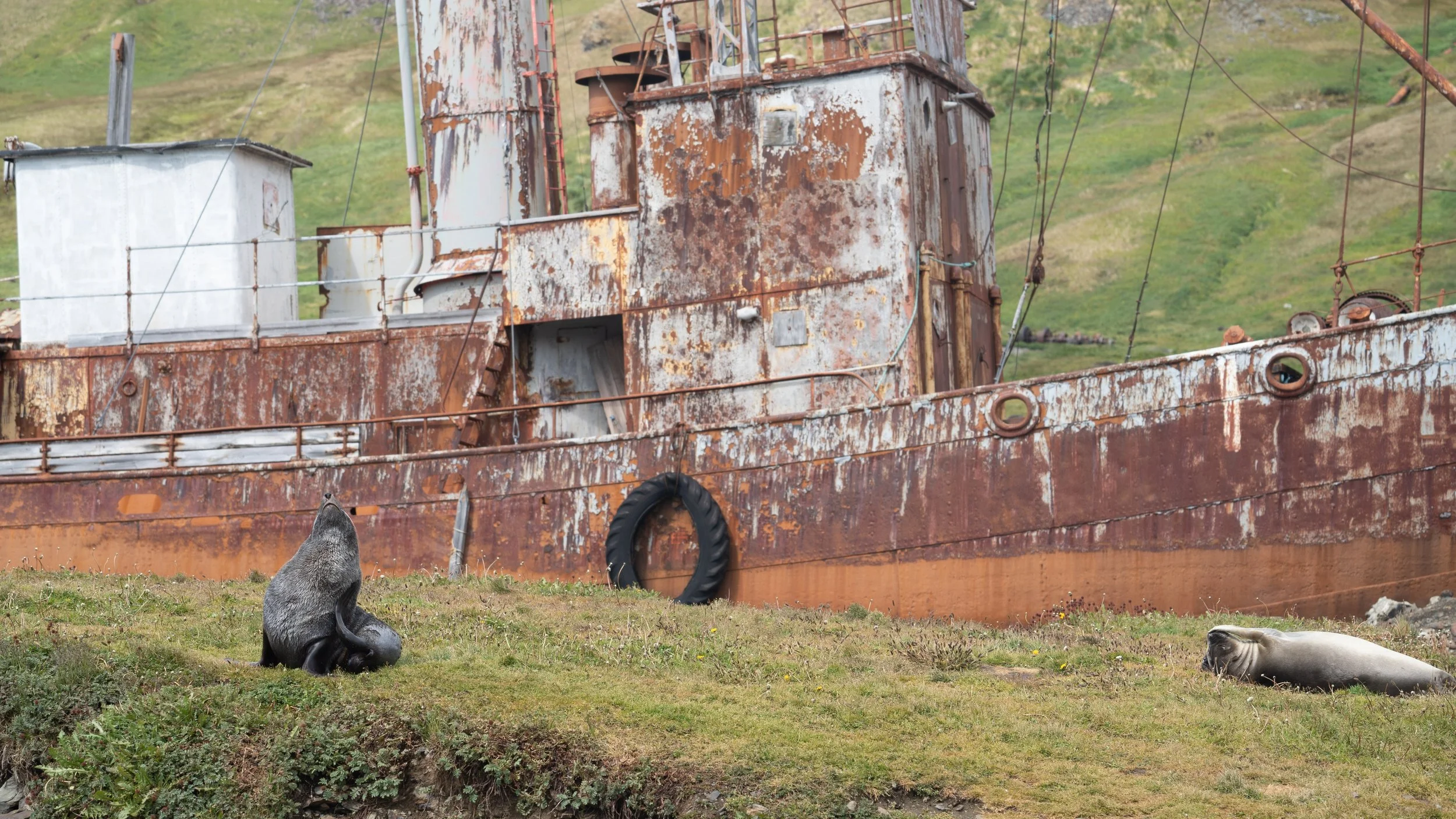 Albatros Expedition Antarctica Ocean Victory Review — Accounting For Taste