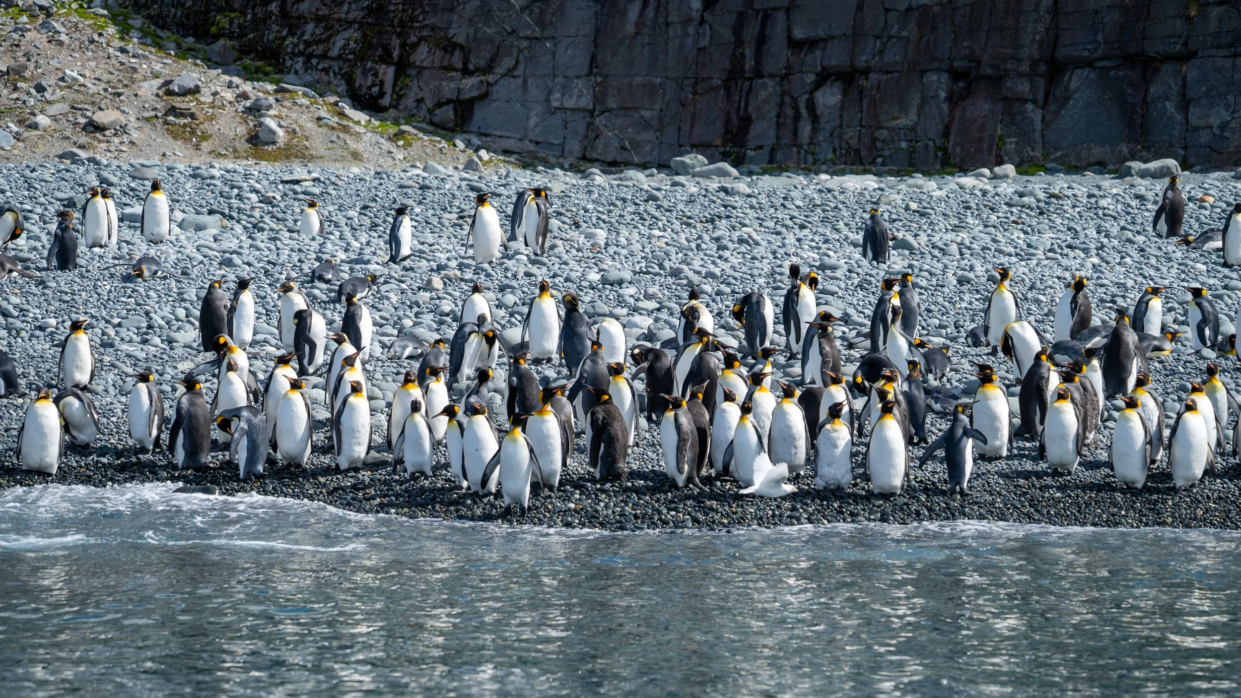 Albatros Expedition Antarctica Ocean Victory Review — Accounting For Taste