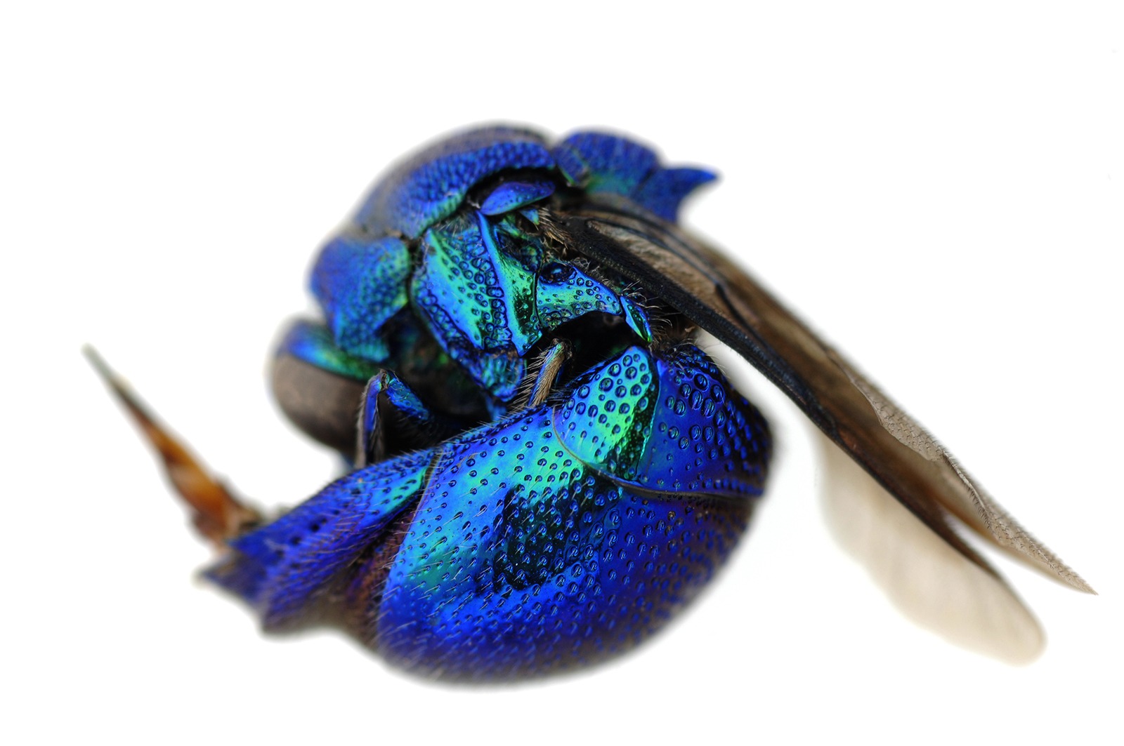 Biological Collections — Stuart Humphreys Photography