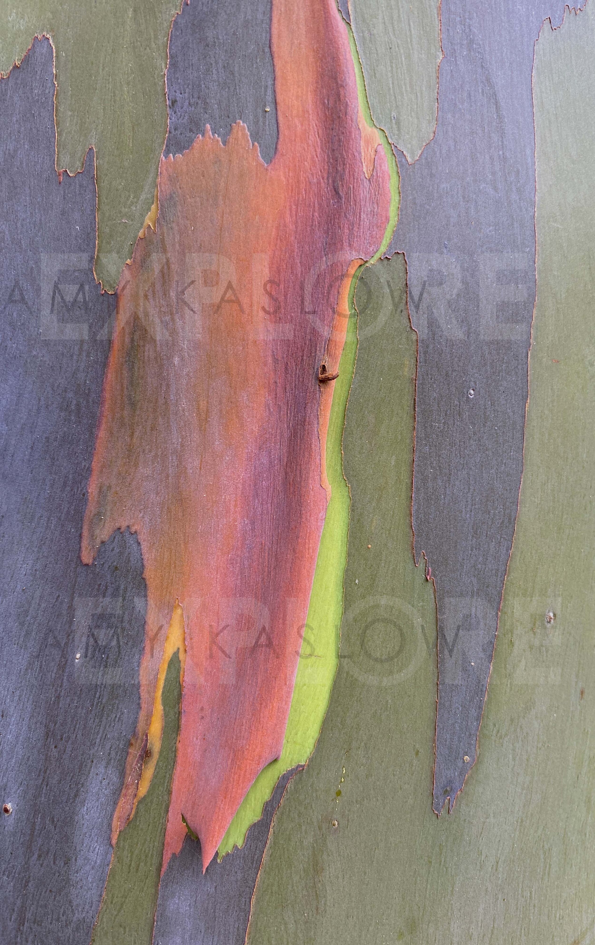 Amy Kaslow Gallery