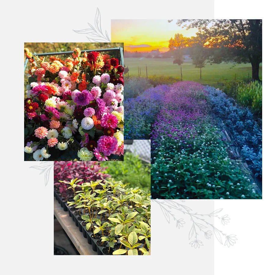 Grateful Gardeners: A Sustainable Flower Farm in Poolesville, Maryland ...