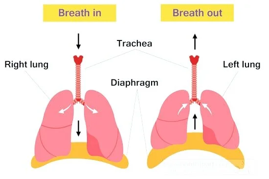Diaphragm Lungs