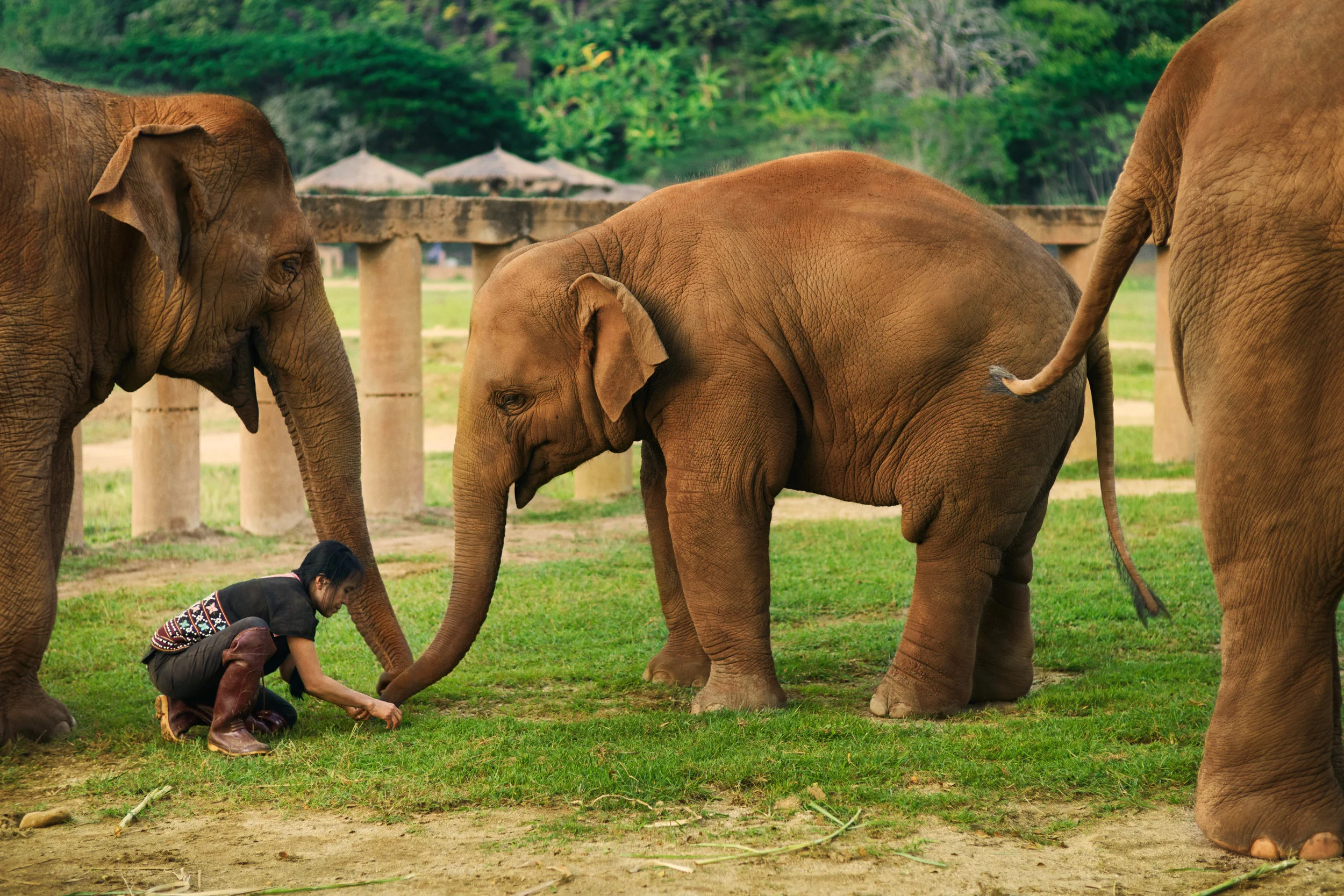Visit Elephant Nature Park — Trunks Up