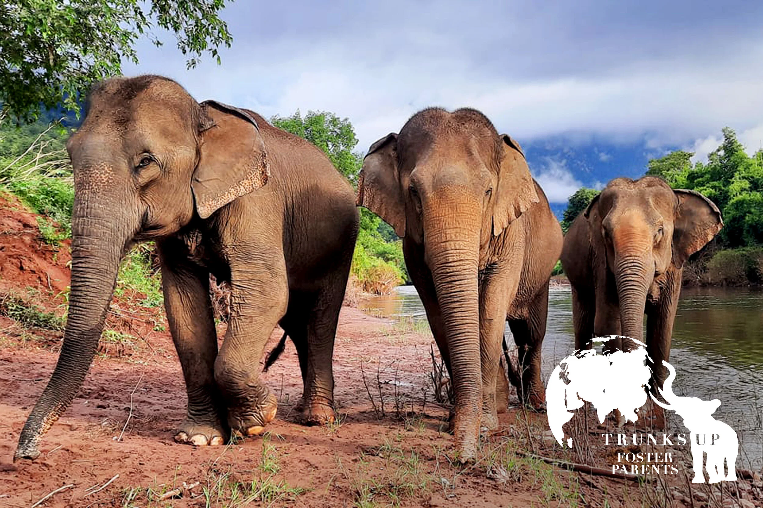 Laos Elephant Sanctuary — Trunks Up