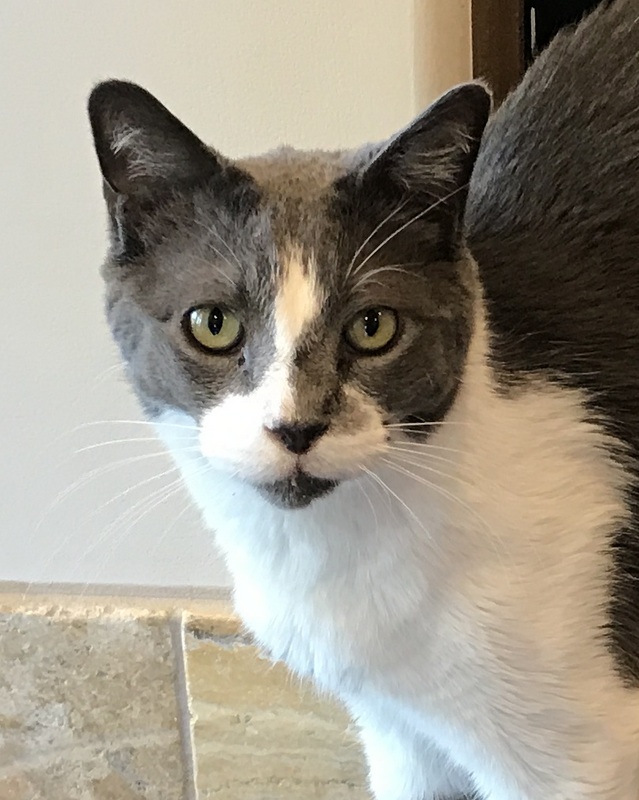 Eliot — Desert Paws Rescue