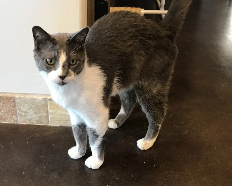 Eliot — Desert Paws Rescue