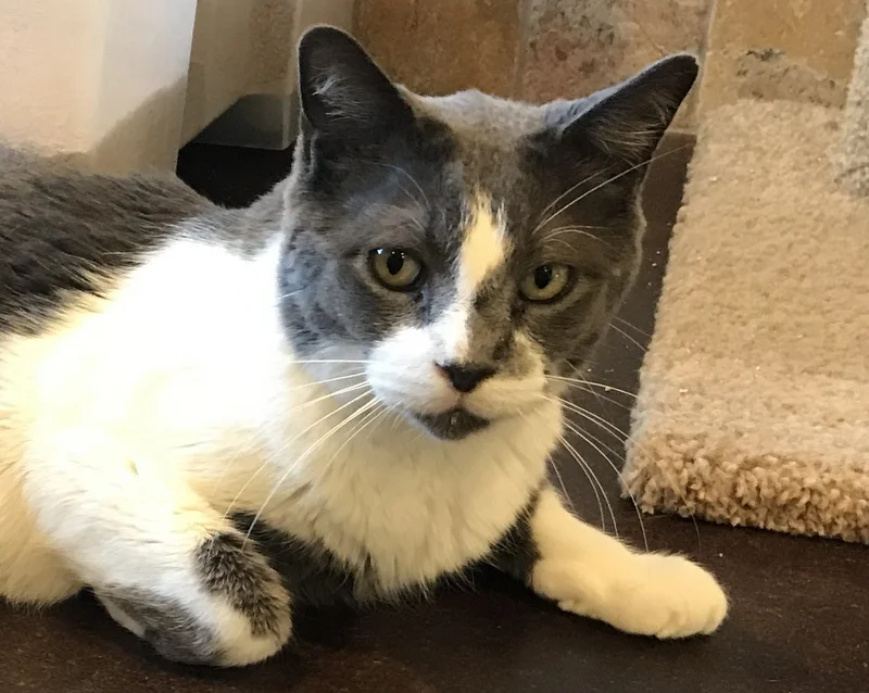 Eliot — Desert Paws Rescue