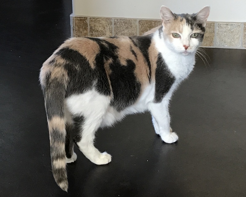 Sanctuary Cats — Desert Paws Rescue