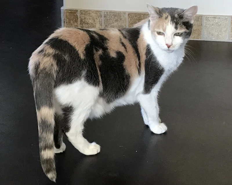 Sanctuary Cats — Desert Paws Rescue