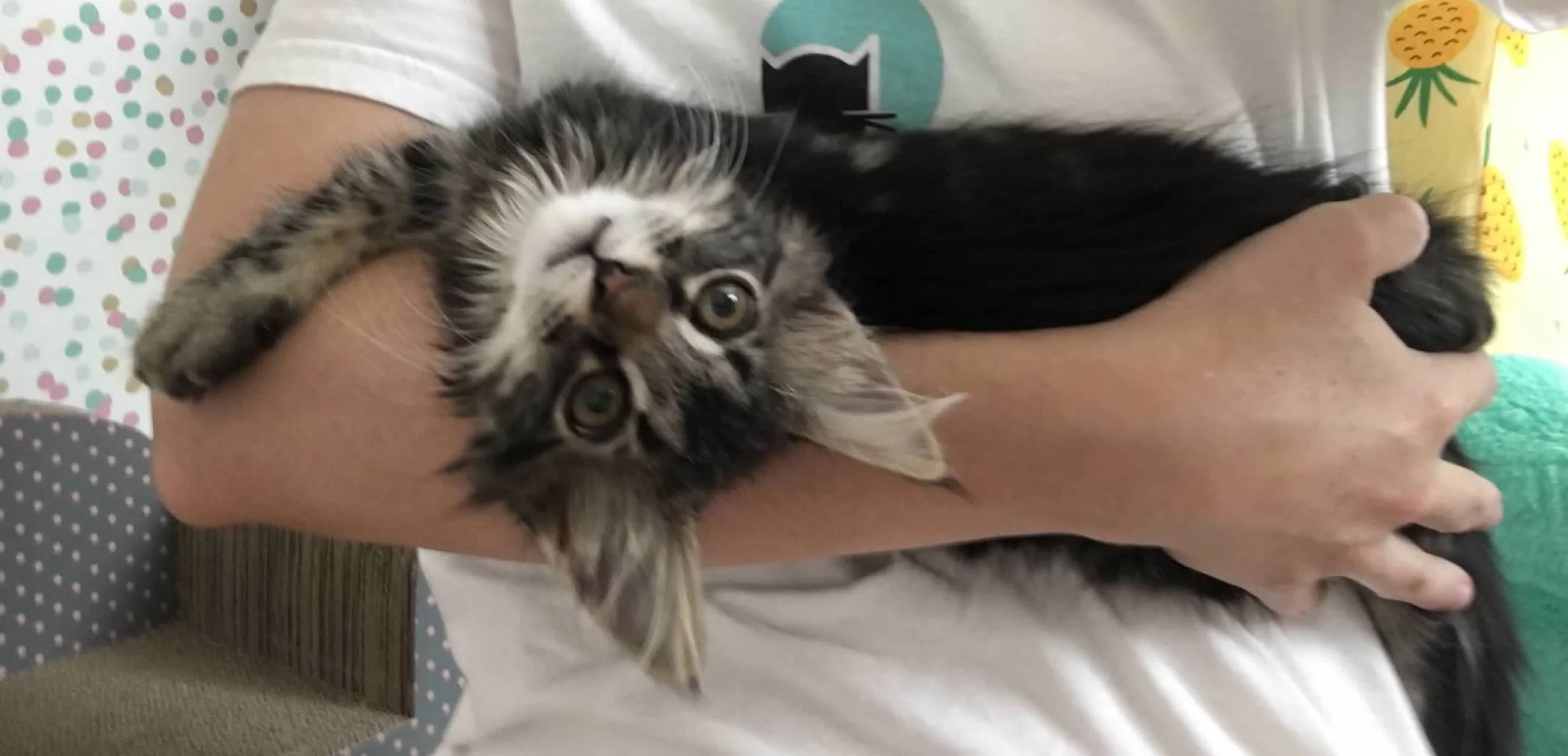 Foster — Desert Paws Rescue