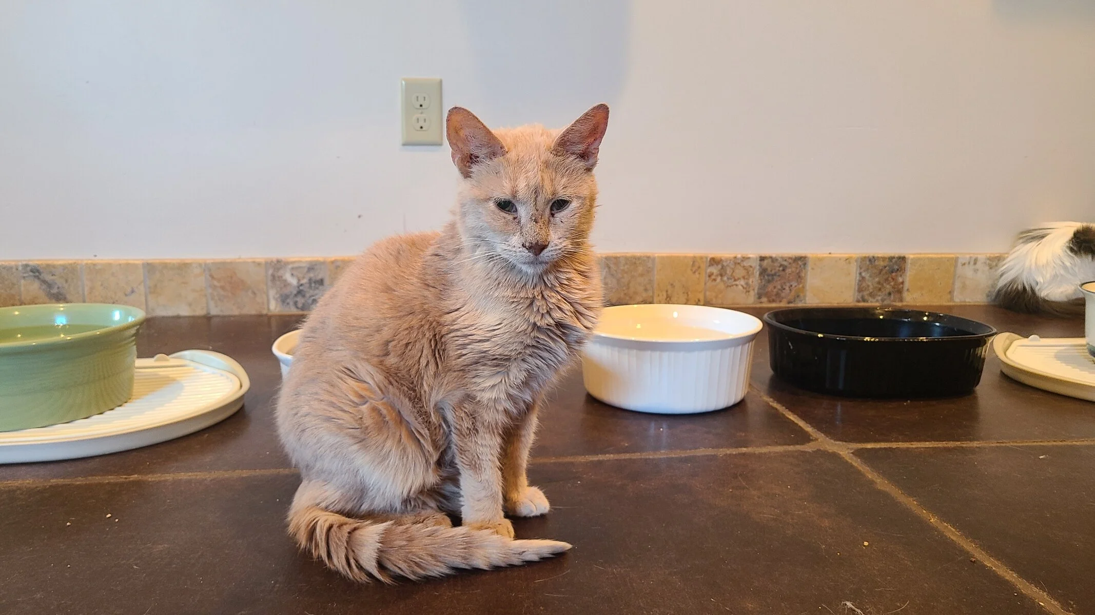 Ginger — Desert Paws Rescue