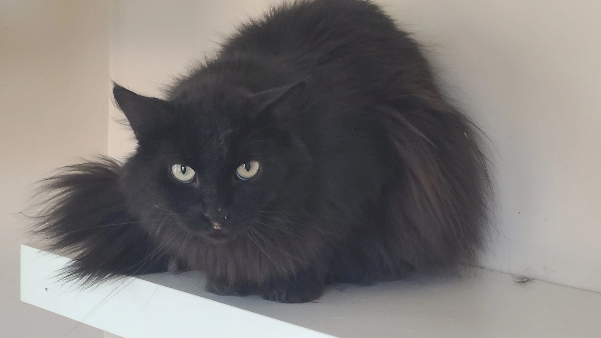 Sanctuary Cats — Desert Paws Rescue