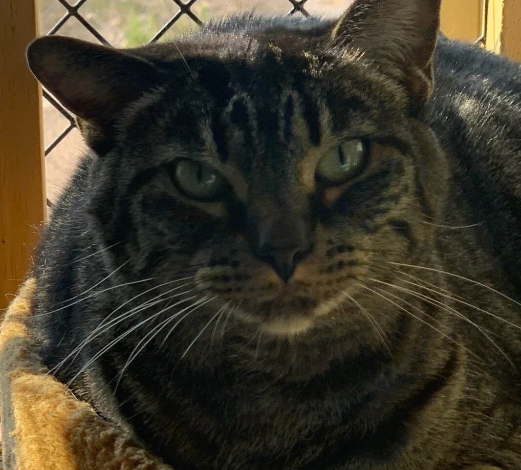 Sanctuary Cats — Desert Paws Rescue