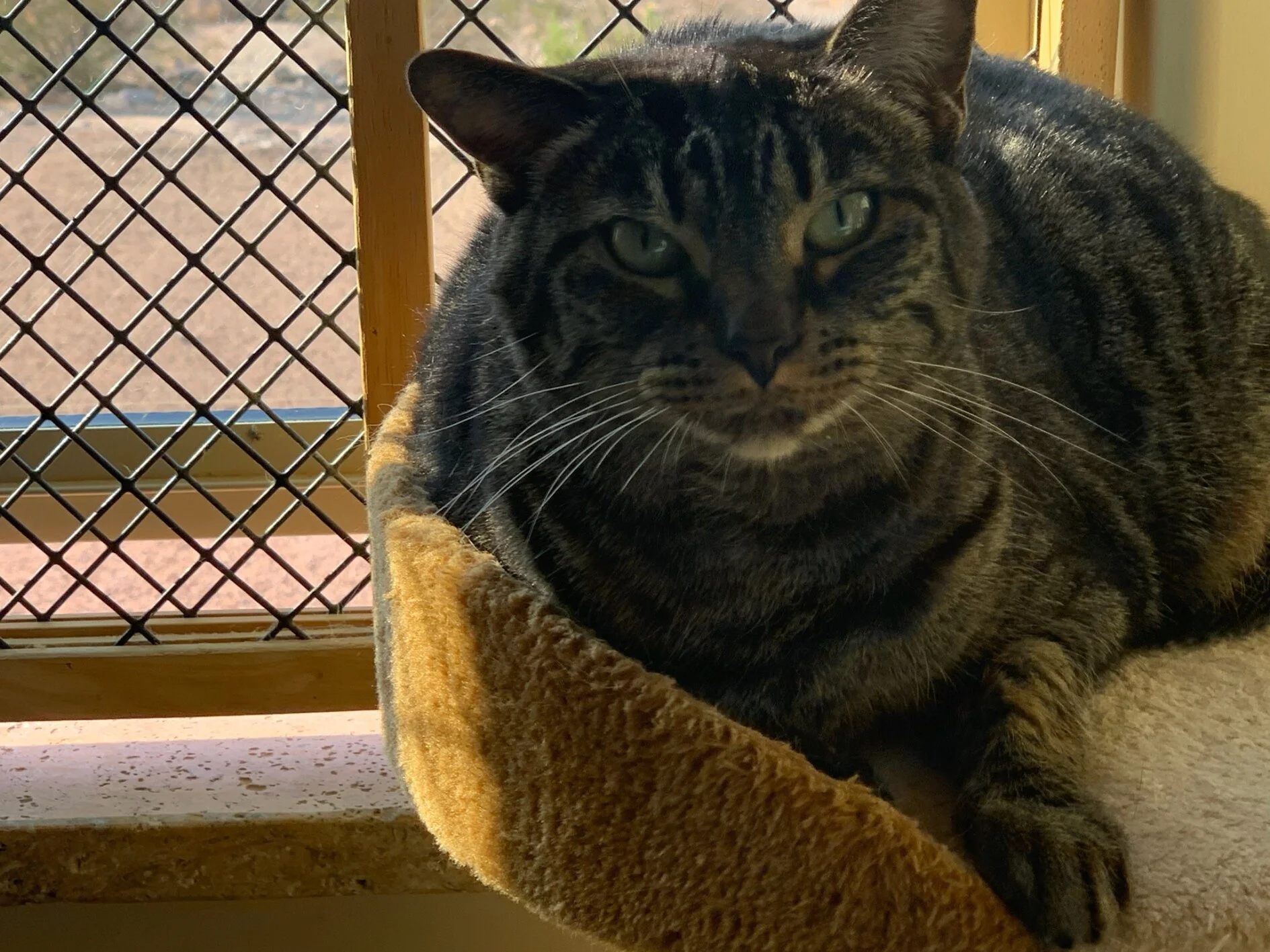 Sanctuary Cats — Desert Paws Rescue