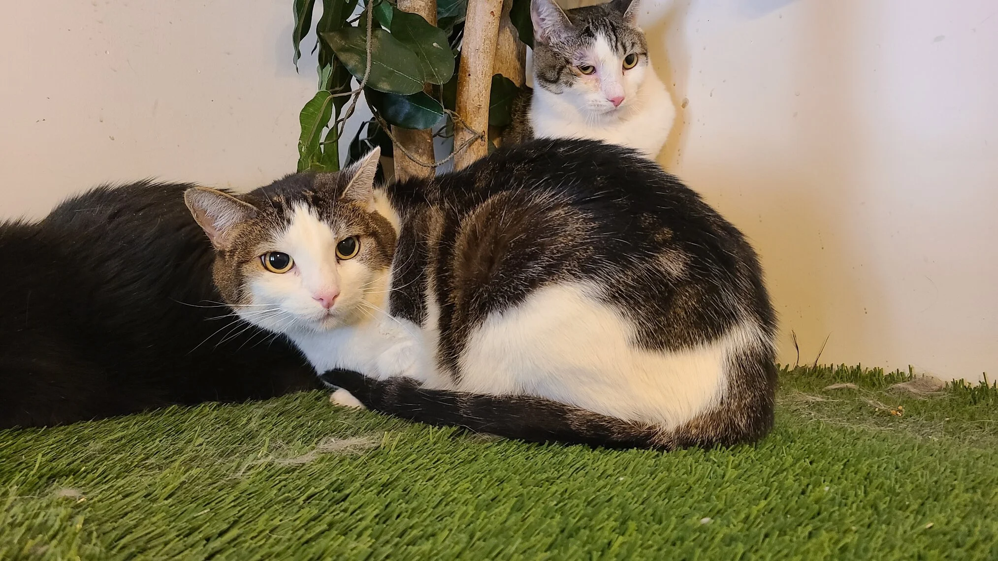 Gizzy — Desert Paws Rescue