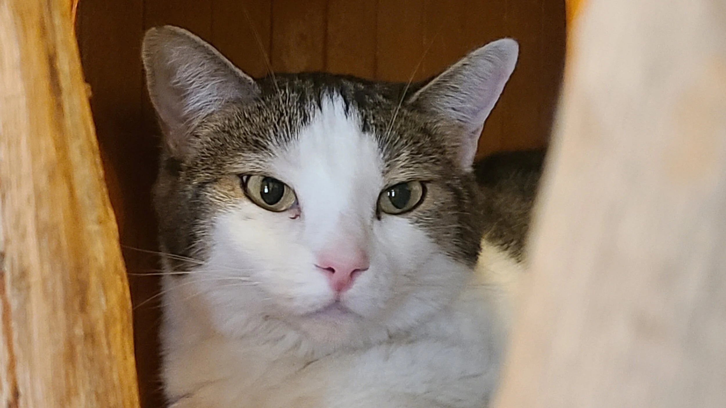 Gizzy — Desert Paws Rescue