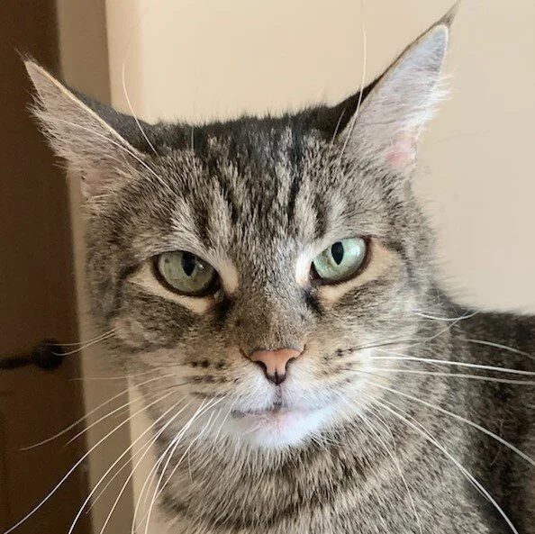 Lucy — Desert Paws Rescue