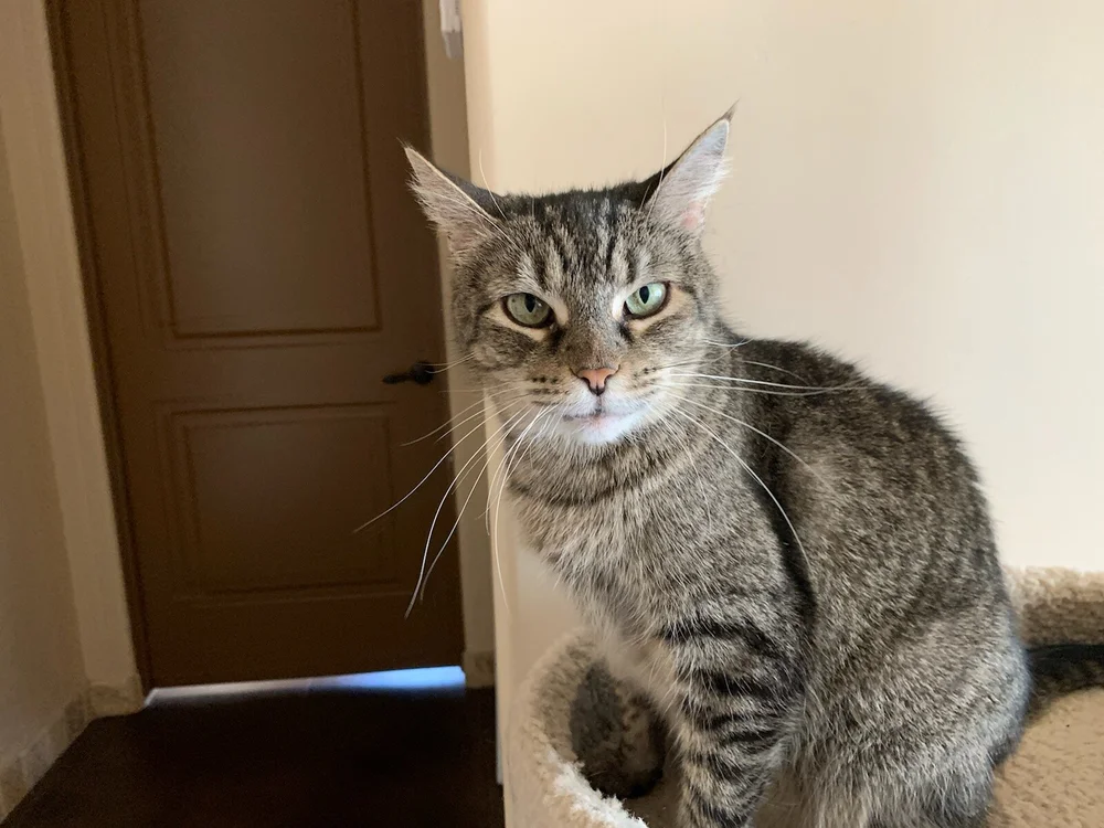 Lucy — Desert Paws Rescue