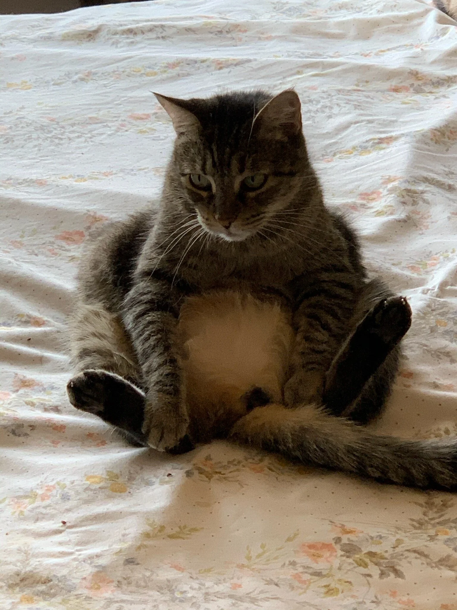 Lucy — Desert Paws Rescue