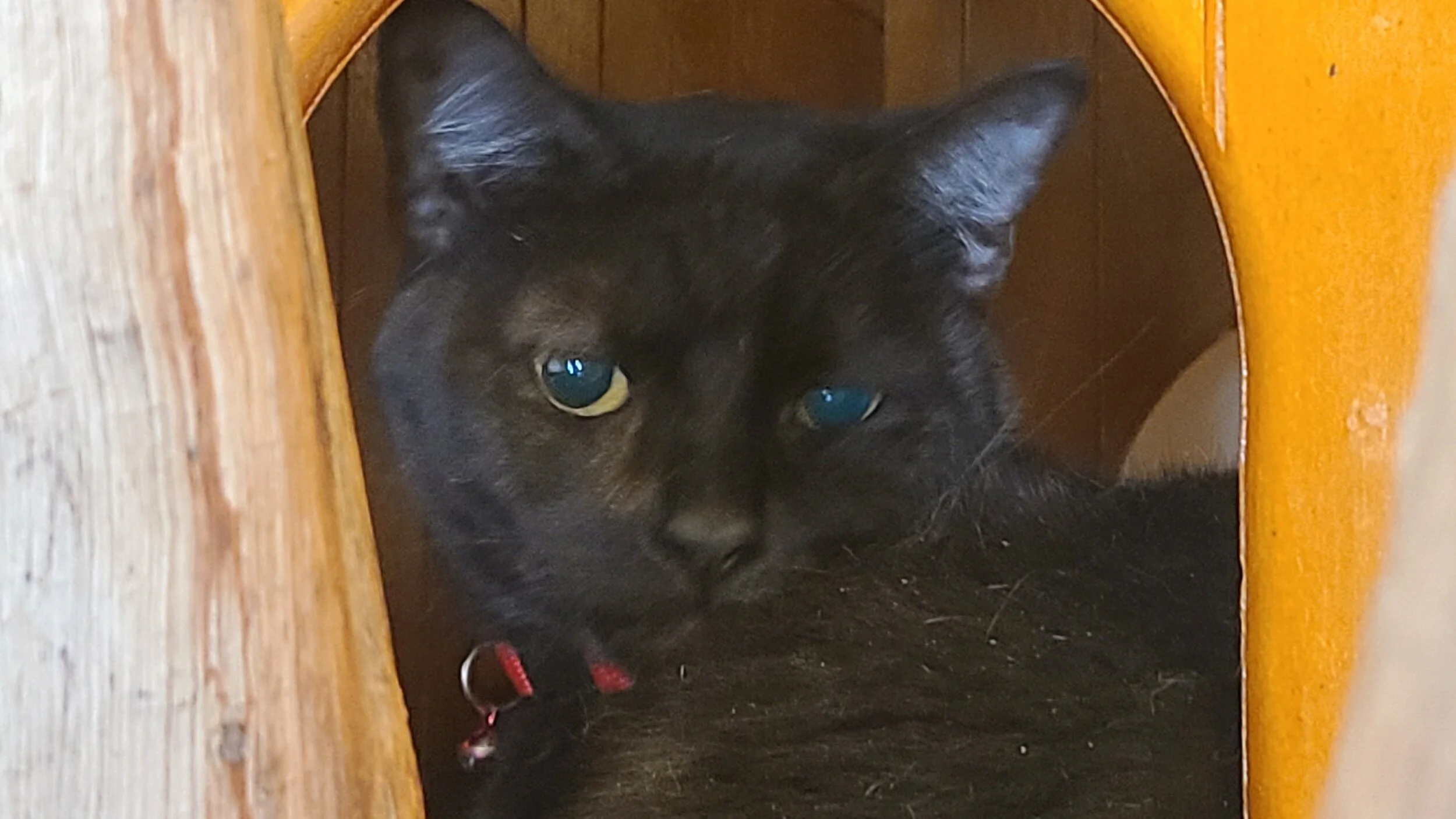 Phoenix — Desert Paws Rescue