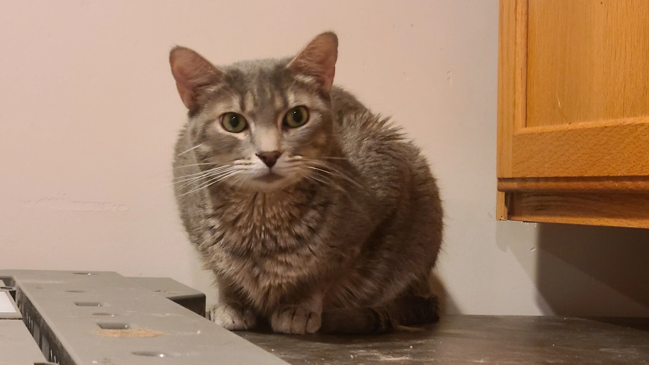 Yaz — Desert Paws Rescue