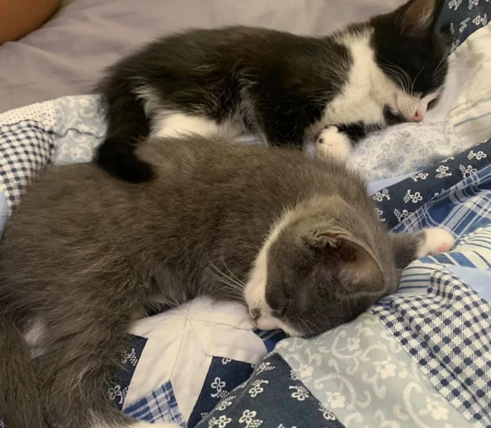 Foster — Desert Paws Rescue