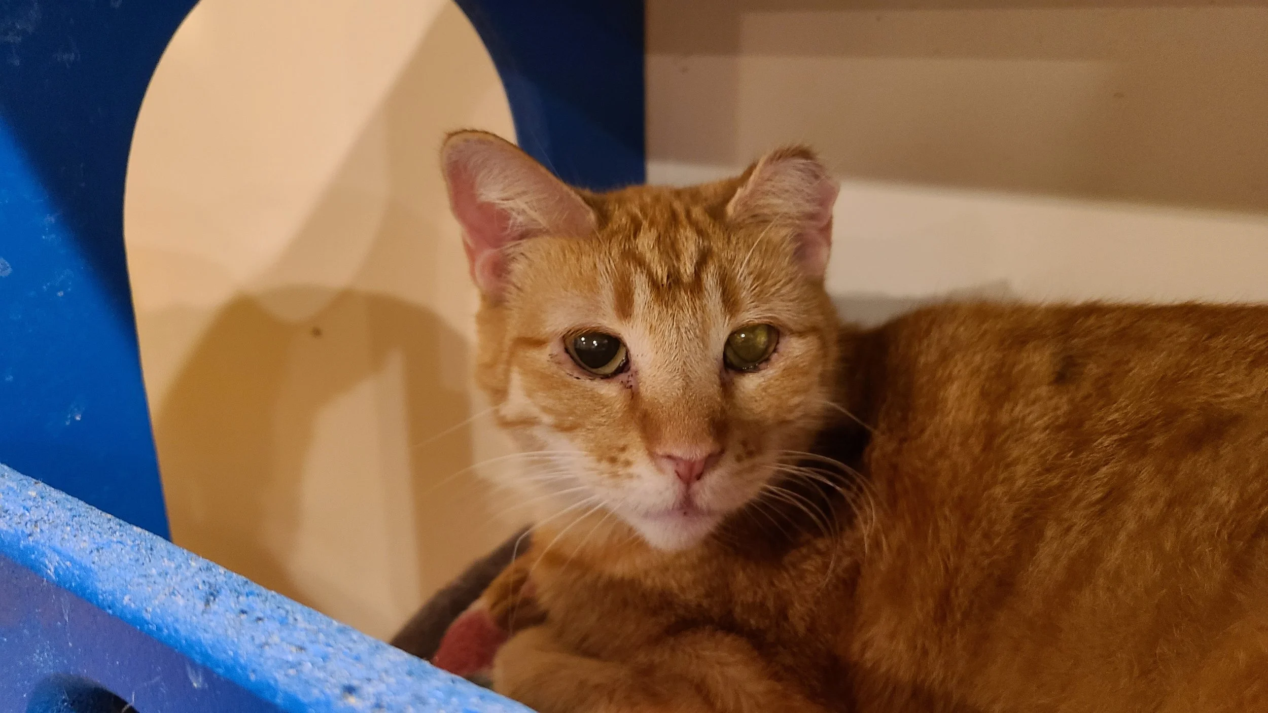 Hugo — Desert Paws Rescue