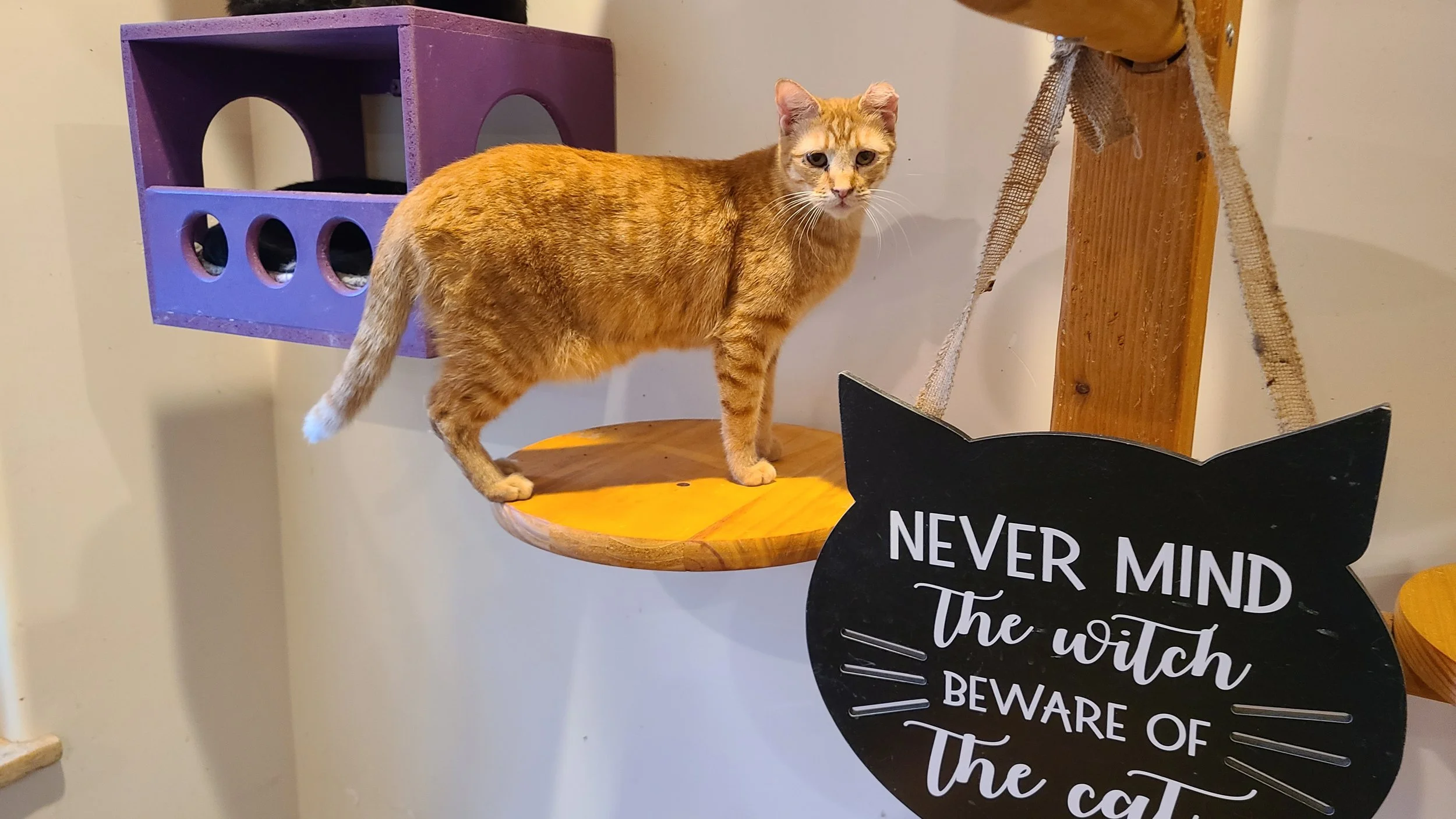 Hugo — Desert Paws Rescue