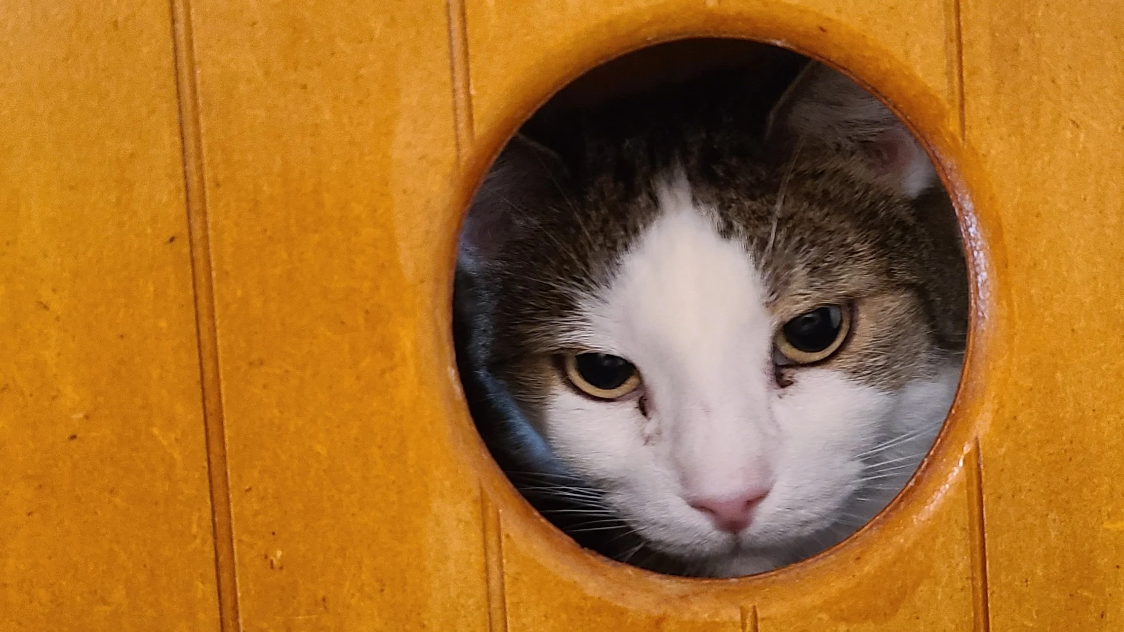 Sanctuary Cats — Desert Paws Rescue