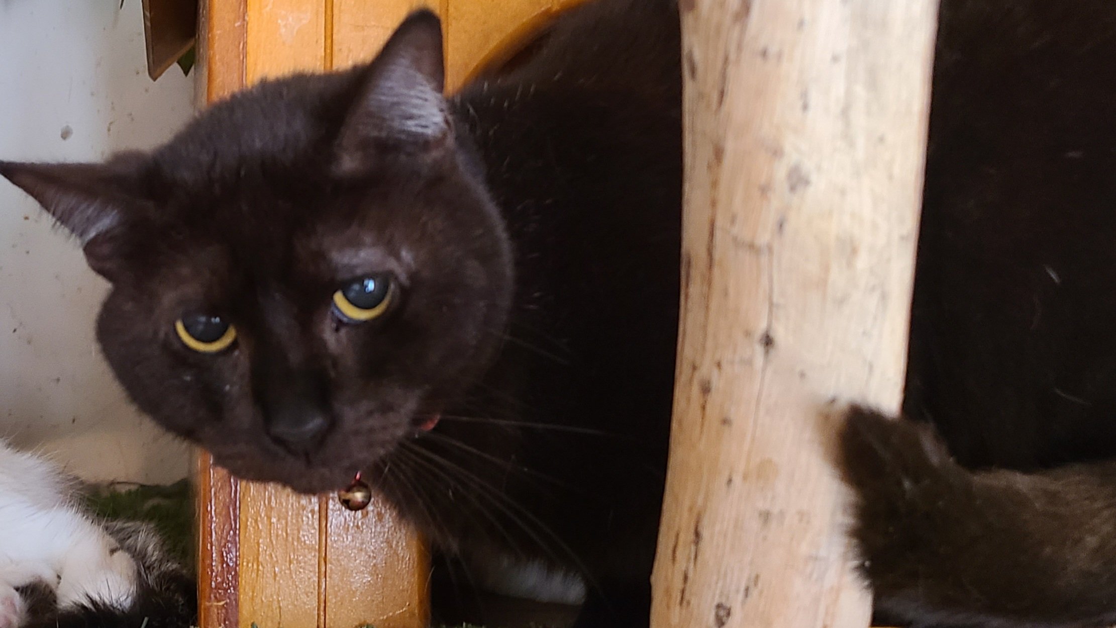 Phoenix — Desert Paws Rescue