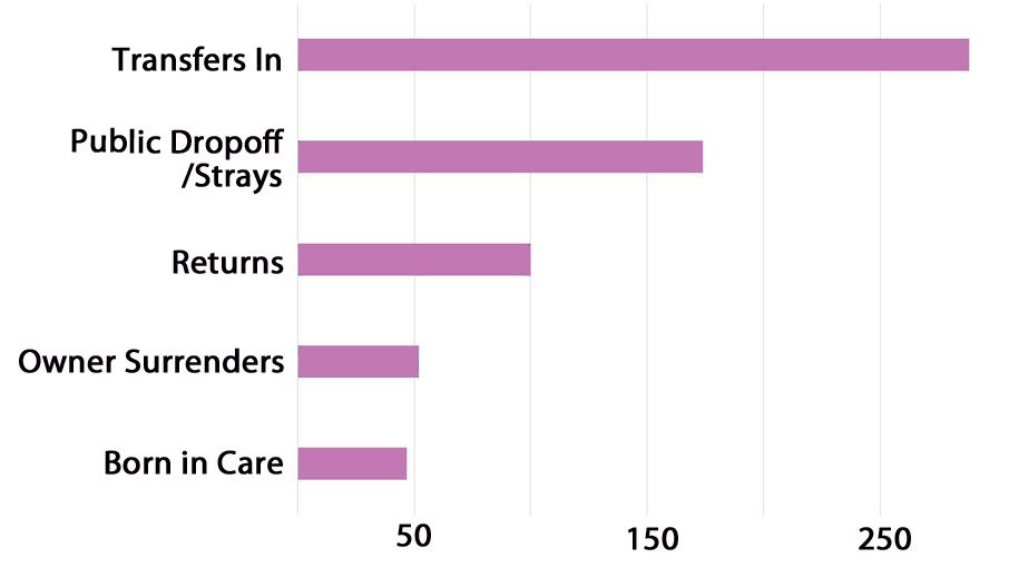 What We Do — Desert Paws Rescue