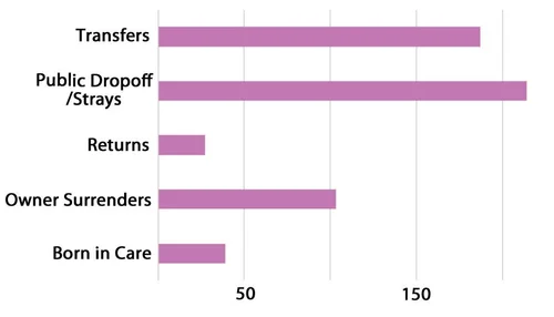 What We Do — Desert Paws Rescue