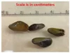 Golden Mussels — Don't Move A Mussel