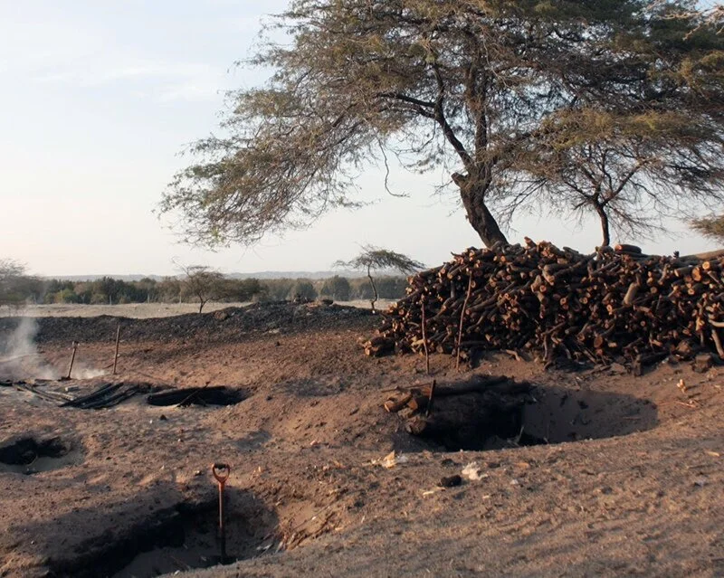 Reforestation & Ecosystem Restoration — EcoSwell