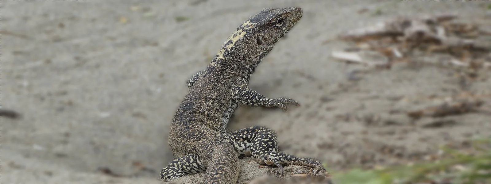 Dry Forest of Peru - more details — EcoSwell