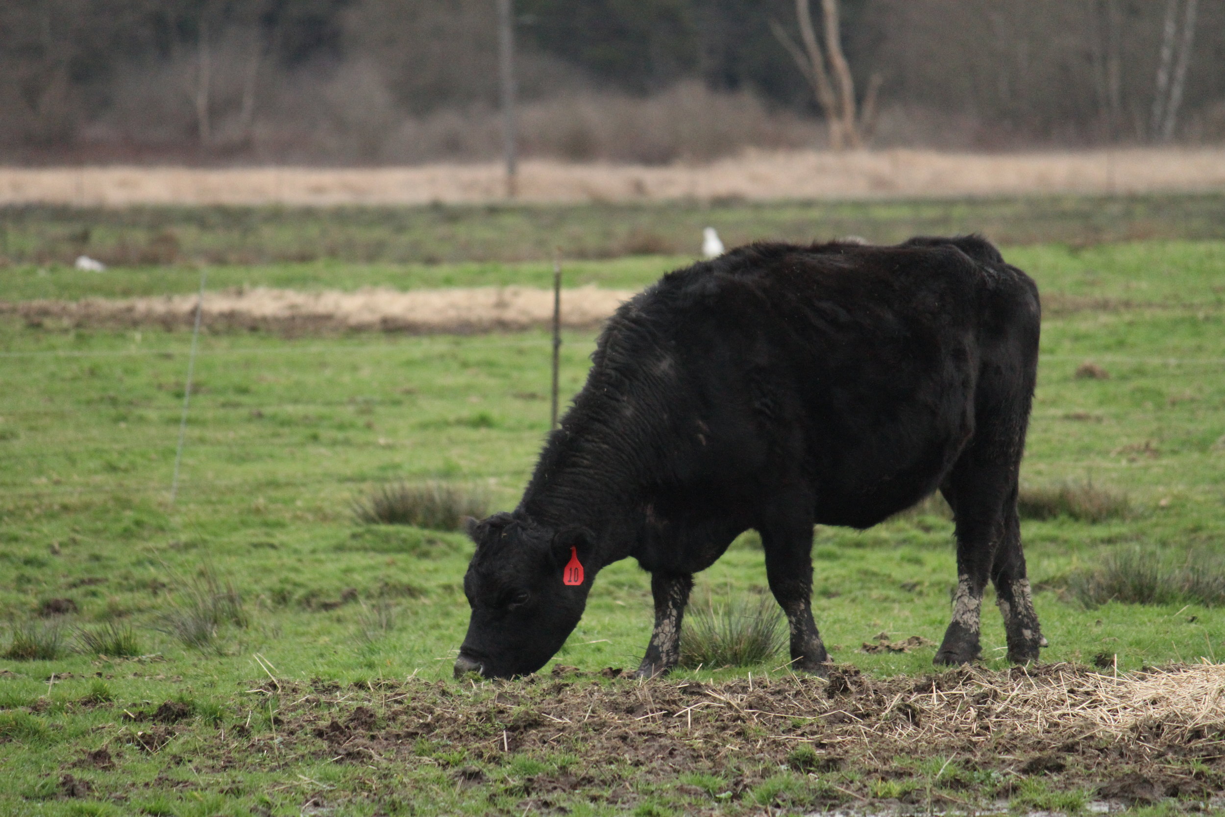 About — High Test Bull Beef Farm