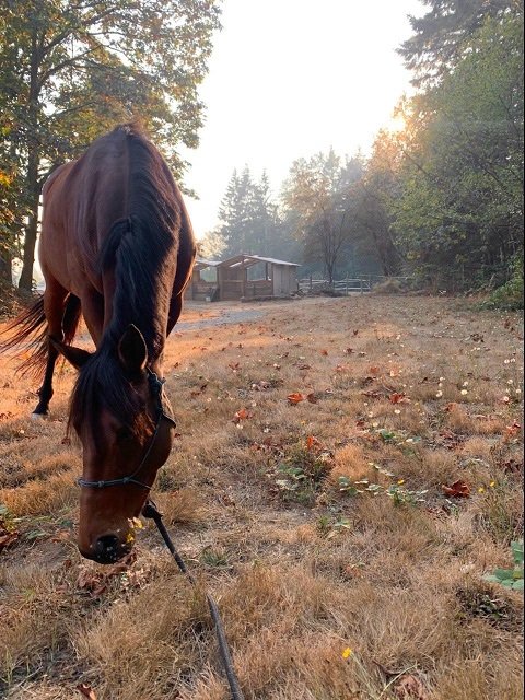 The Red Horse Farm