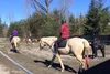 The Red Horse Farm