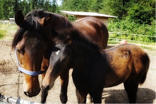 Horse Boarding — The Red Horse Farm