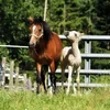 The Red Horse Farm