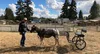 The Red Horse Farm