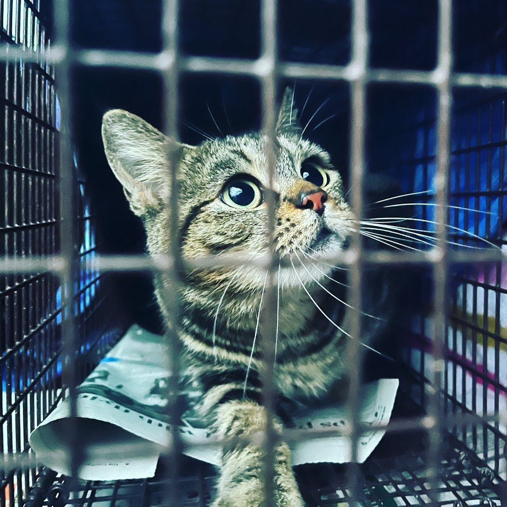 Get TNR Help — A Cat's Life Rescue