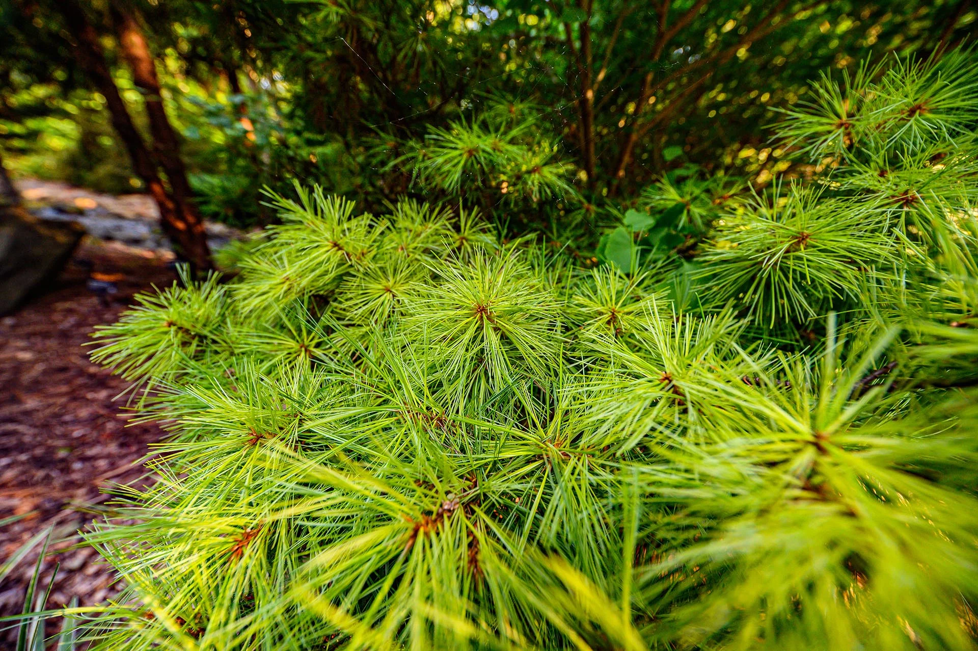 Conifer Display Garden — Hatcher Garden