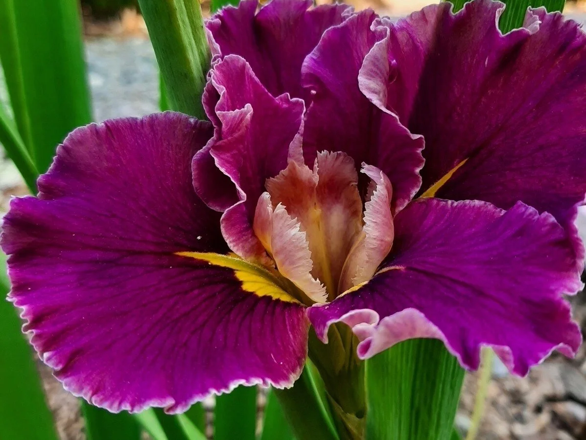 Subscribe — Hatcher Garden