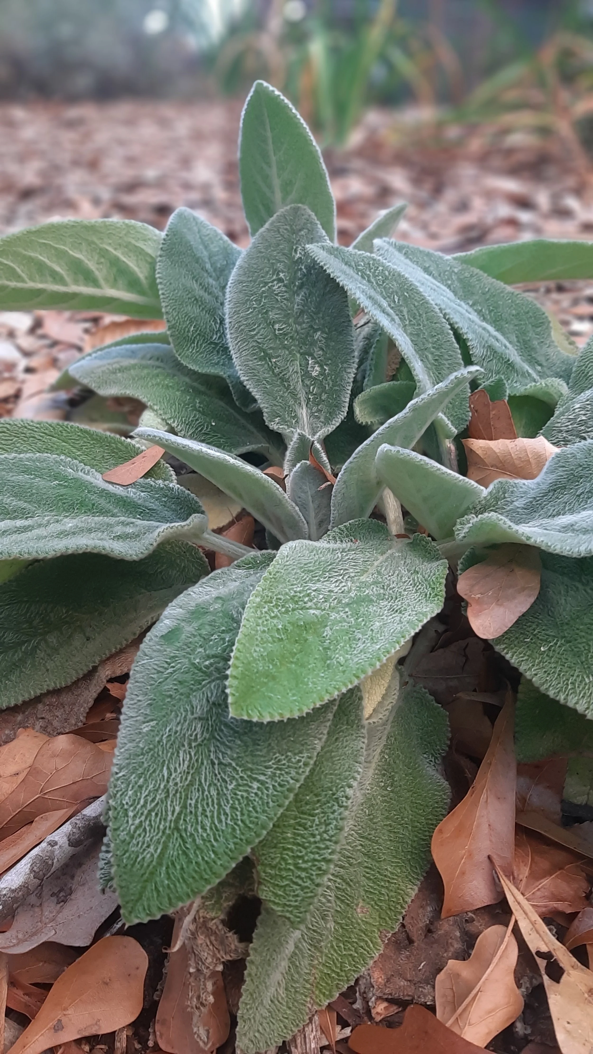 The Sensory Loop in the Children's Garden — Hatcher Garden