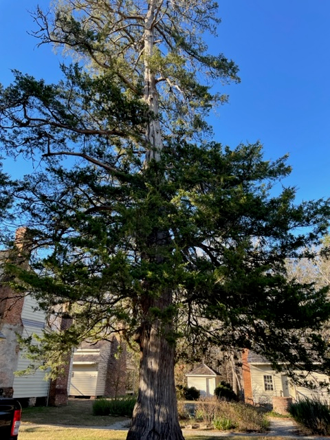 Noble Tree Contest — Hatcher Garden