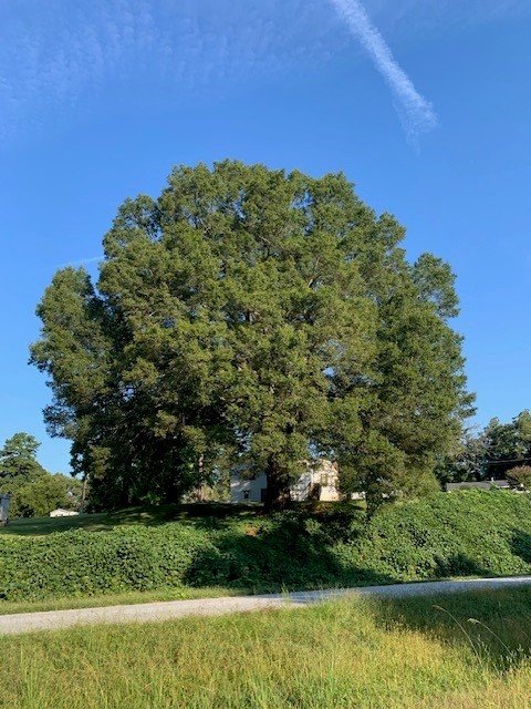 Noble Tree Contest — Hatcher Garden