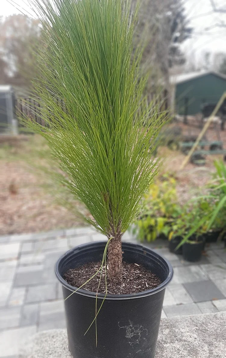 Peggy's Picks Plant Stand — Hatcher Garden